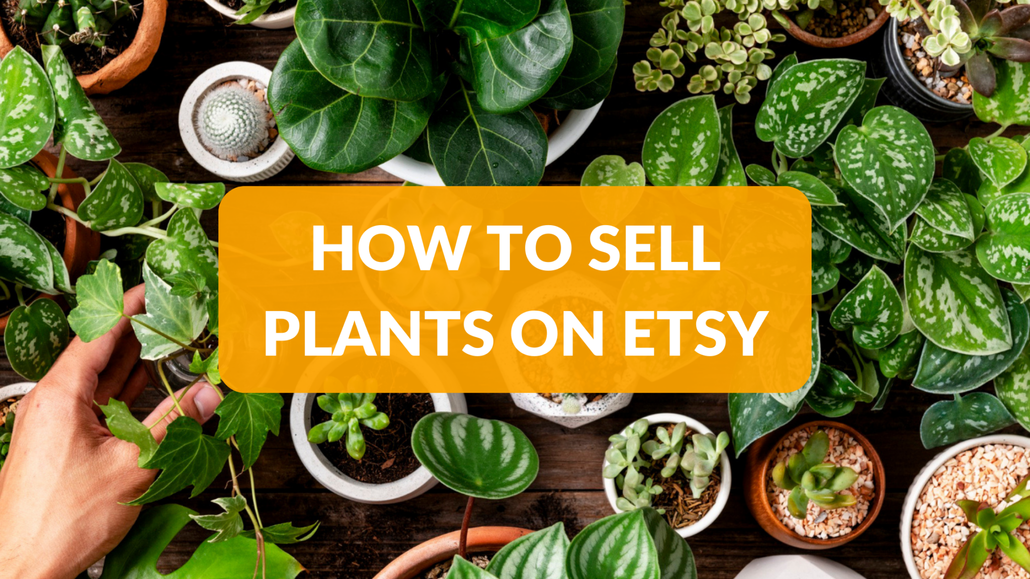 How to Sell Plants on Etsy - Thrive on Etsy